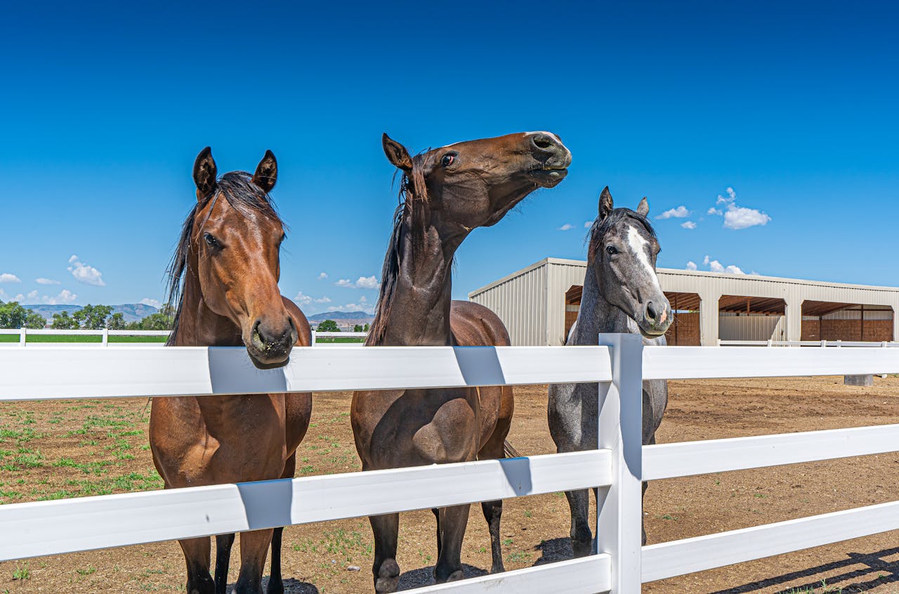 Equestrian Excellence: Types of Equine Fencing for Horse Owners | All ...